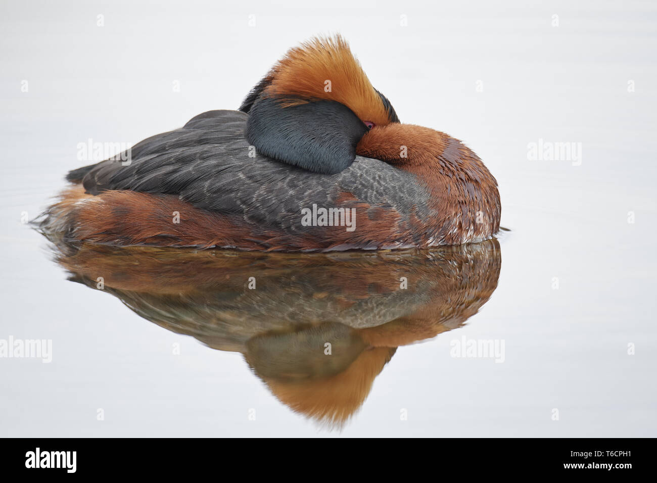Horned grebe, Podiceps auritus Stock Photo - Alamy