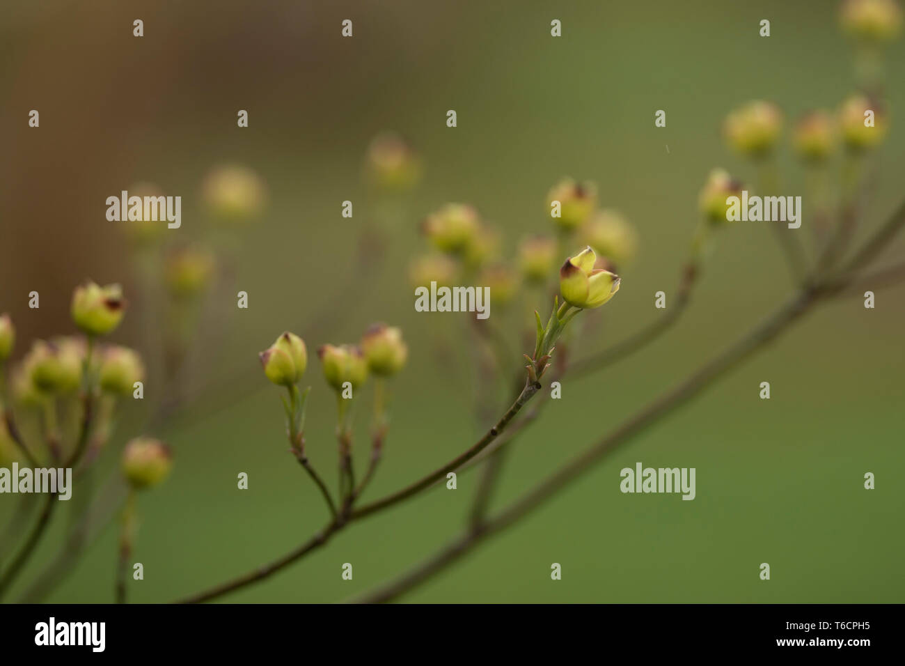 Budding branches of a dogwood tree (Cornus, family Cornaceae) on a ...