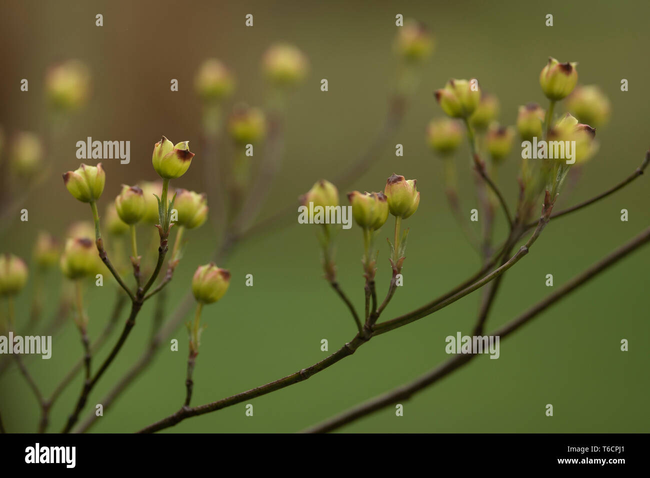 Budding branches of a dogwood tree (Cornus, family Cornaceae) on a ...