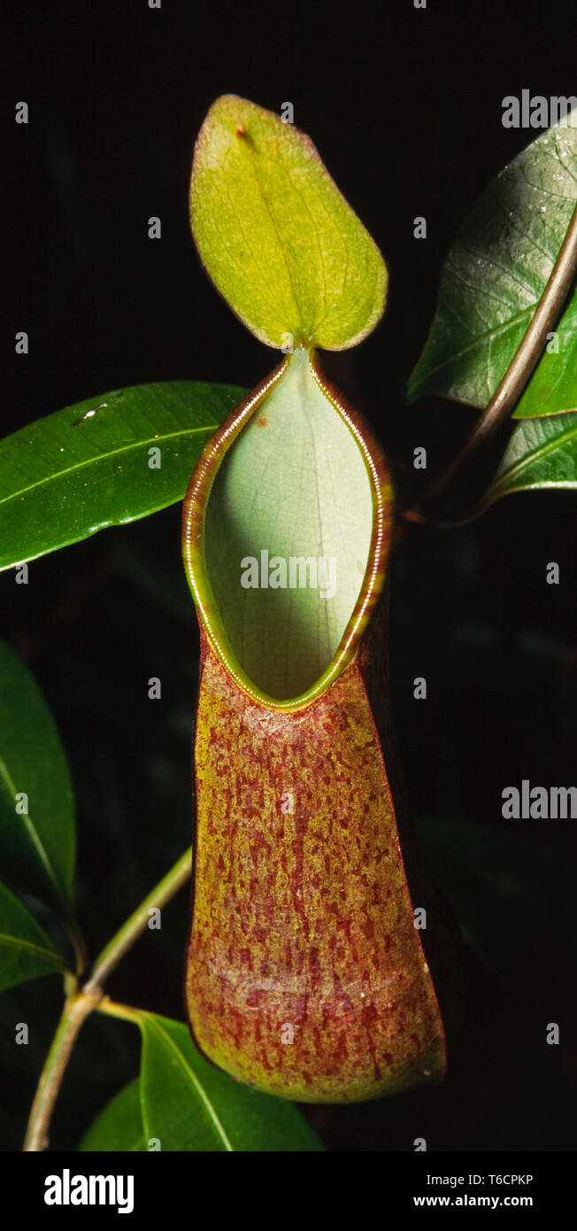Kinabalu park malaysia plant hi-res stock photography and images - Alamy