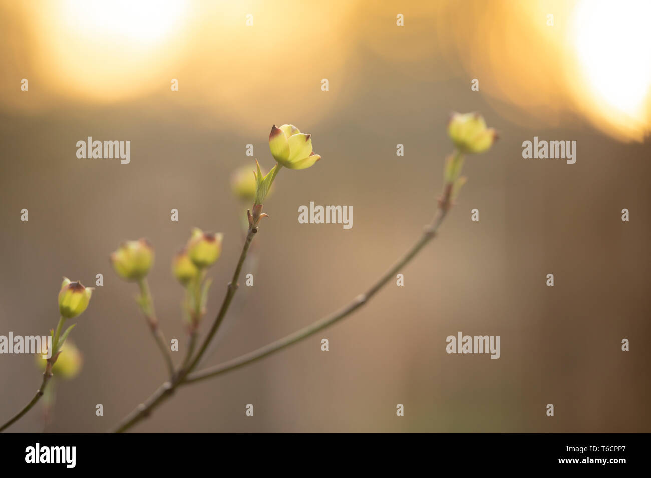 Budding branches of a dogwood tree (Cornus, family Cornaceae) on a ...