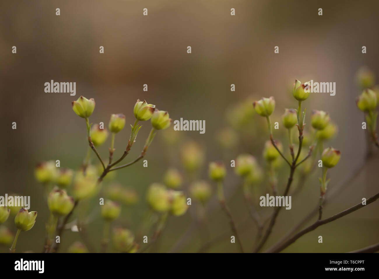 Budding branches of a dogwood tree (Cornus, family Cornaceae) on a ...