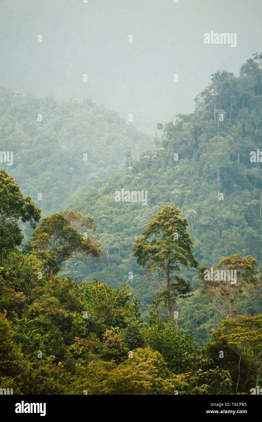 Highland tropical rainforest landscape, Cameron Highlands, Malaysia ...