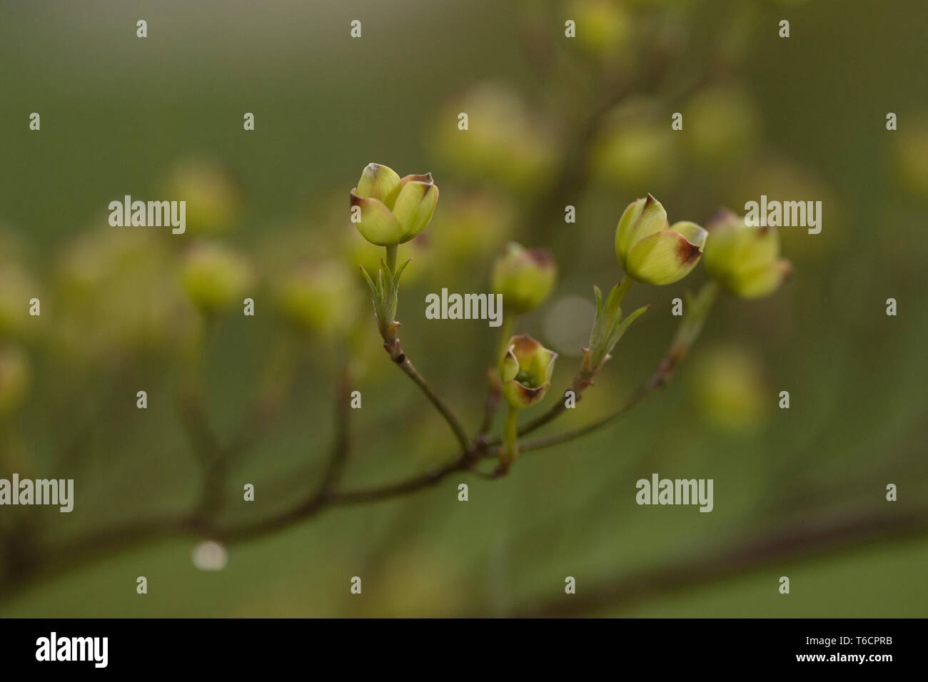Tree Budding Map at David Laramie blog