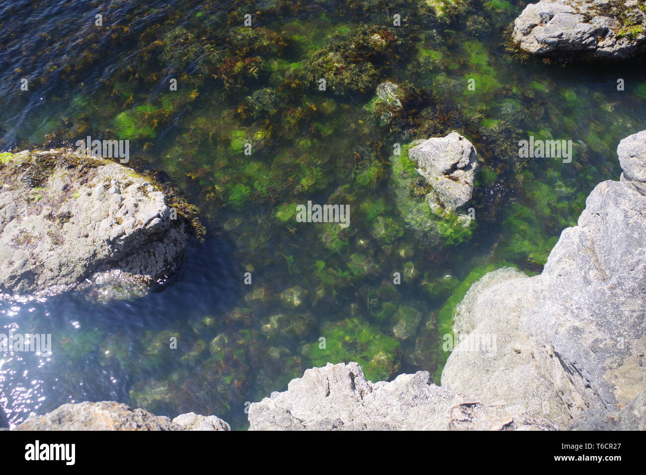 Rock Pool along the Rocky Fife Coast. St Monans, Scotland, UK Stock ...