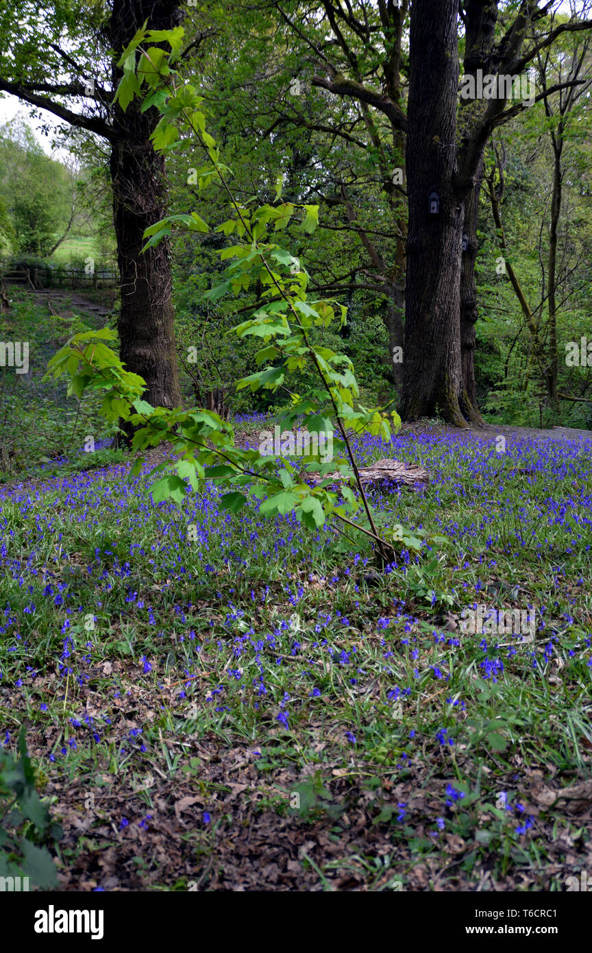 A young tree growing in Bluebell Woods at Saltwells Wood Local Nature ...