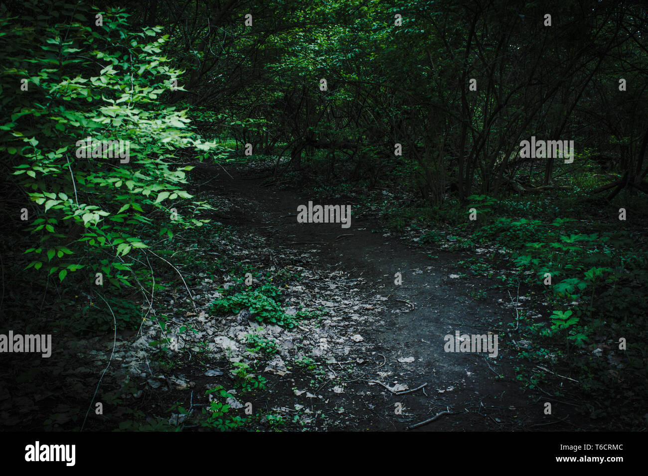 Path In The Woods Stock Photo - Alamy