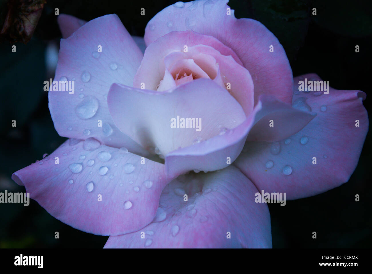 Pink Beauty Rose Stock Photo - Alamy