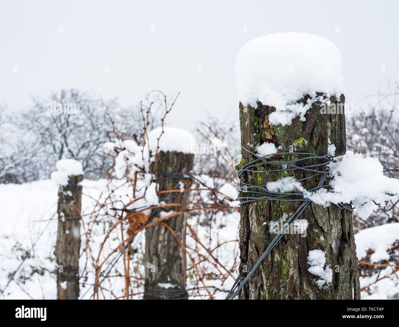 Vineyard in snow hi-res stock photography and images - Alamy