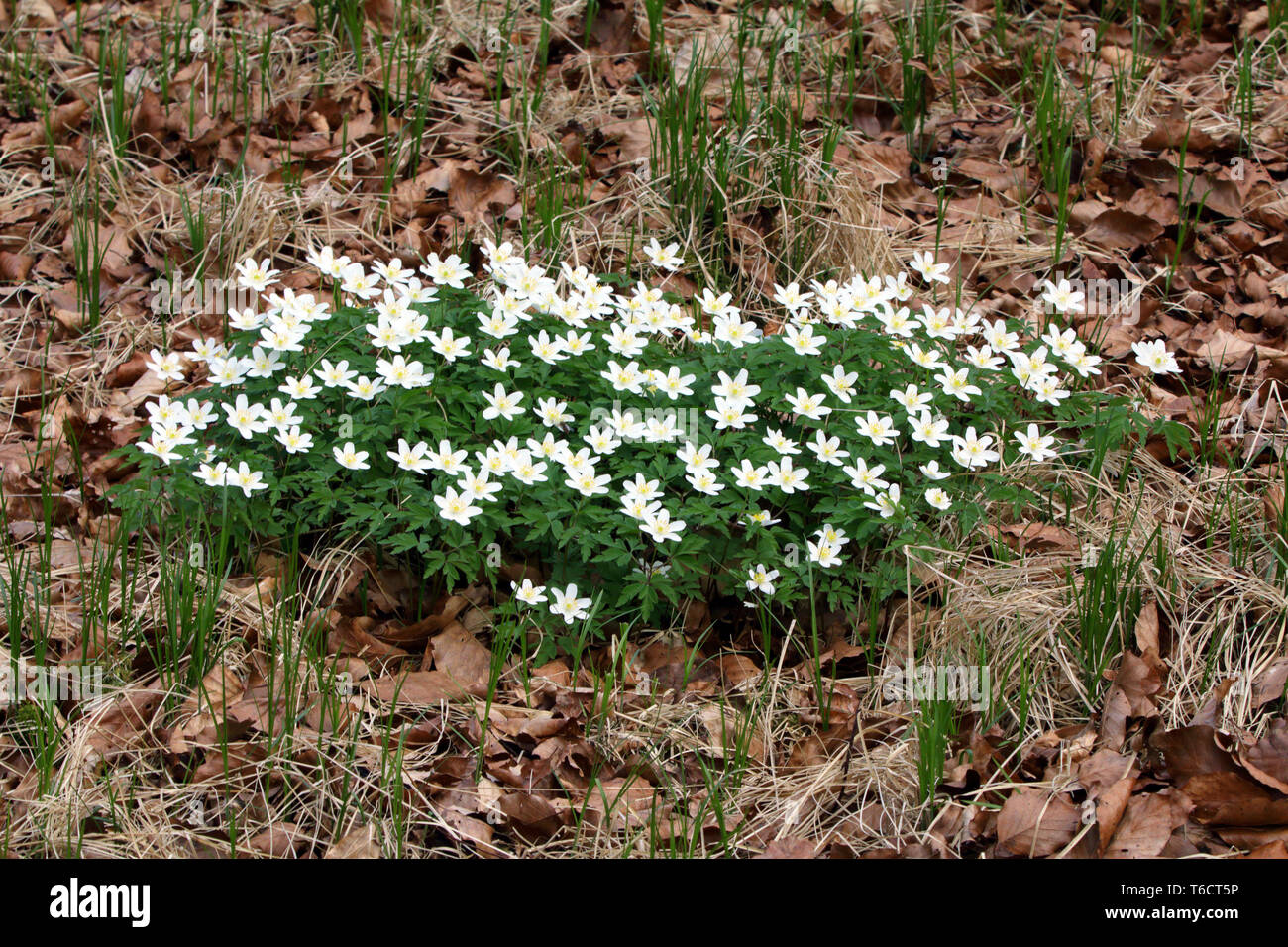 Windflower anemone nemorosa hi-res stock photography and images - Alamy