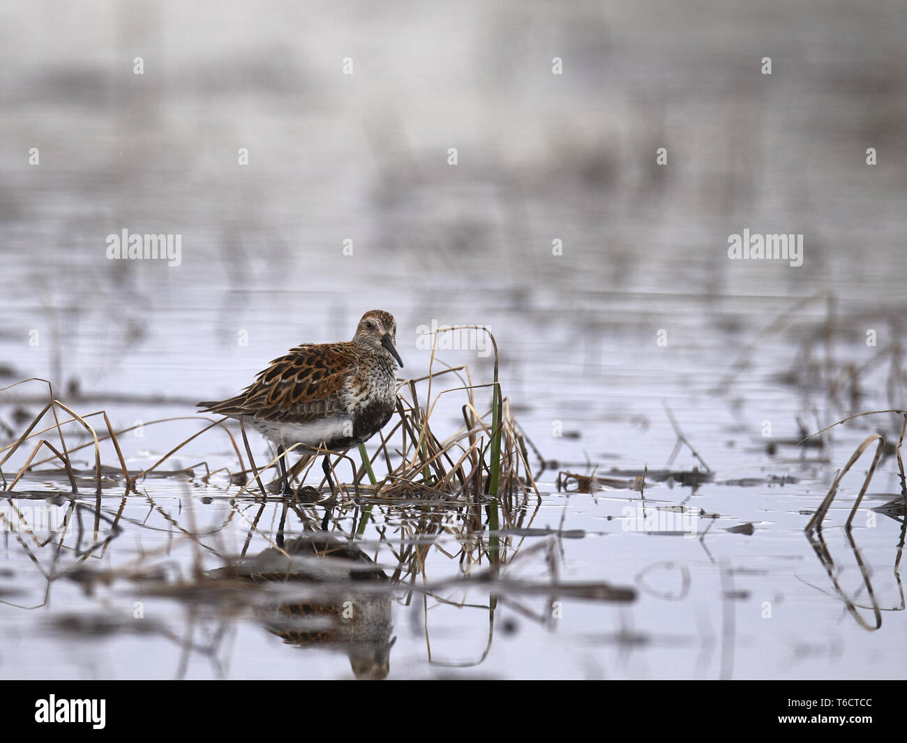 Dunlin wader hi-res stock photography and images - Alamy