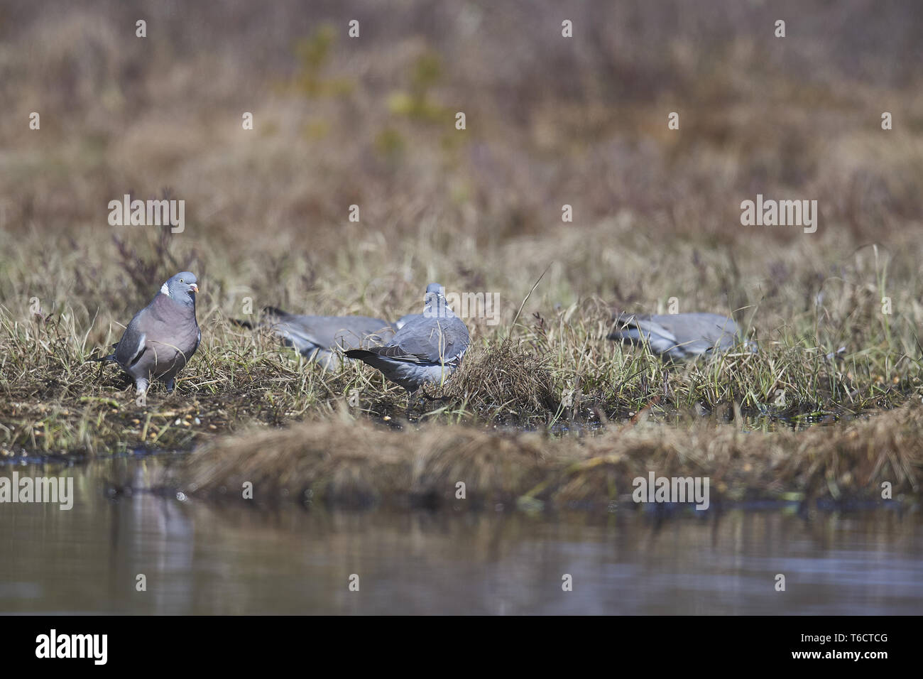 Cushat hi-res stock photography and images - Alamy