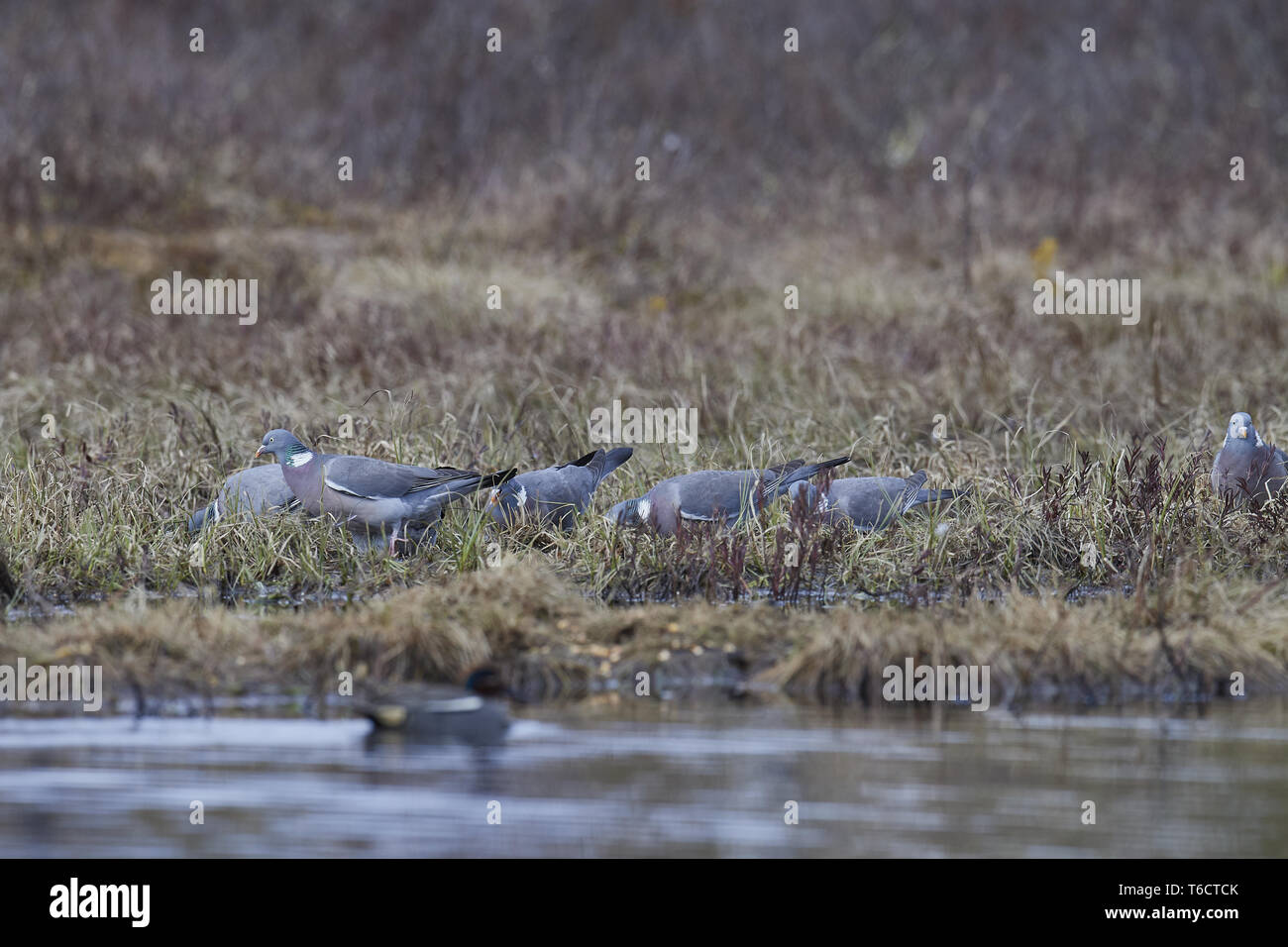 culver, cushat [Columba palumbus], wood pigeon Stock Photo - Alamy