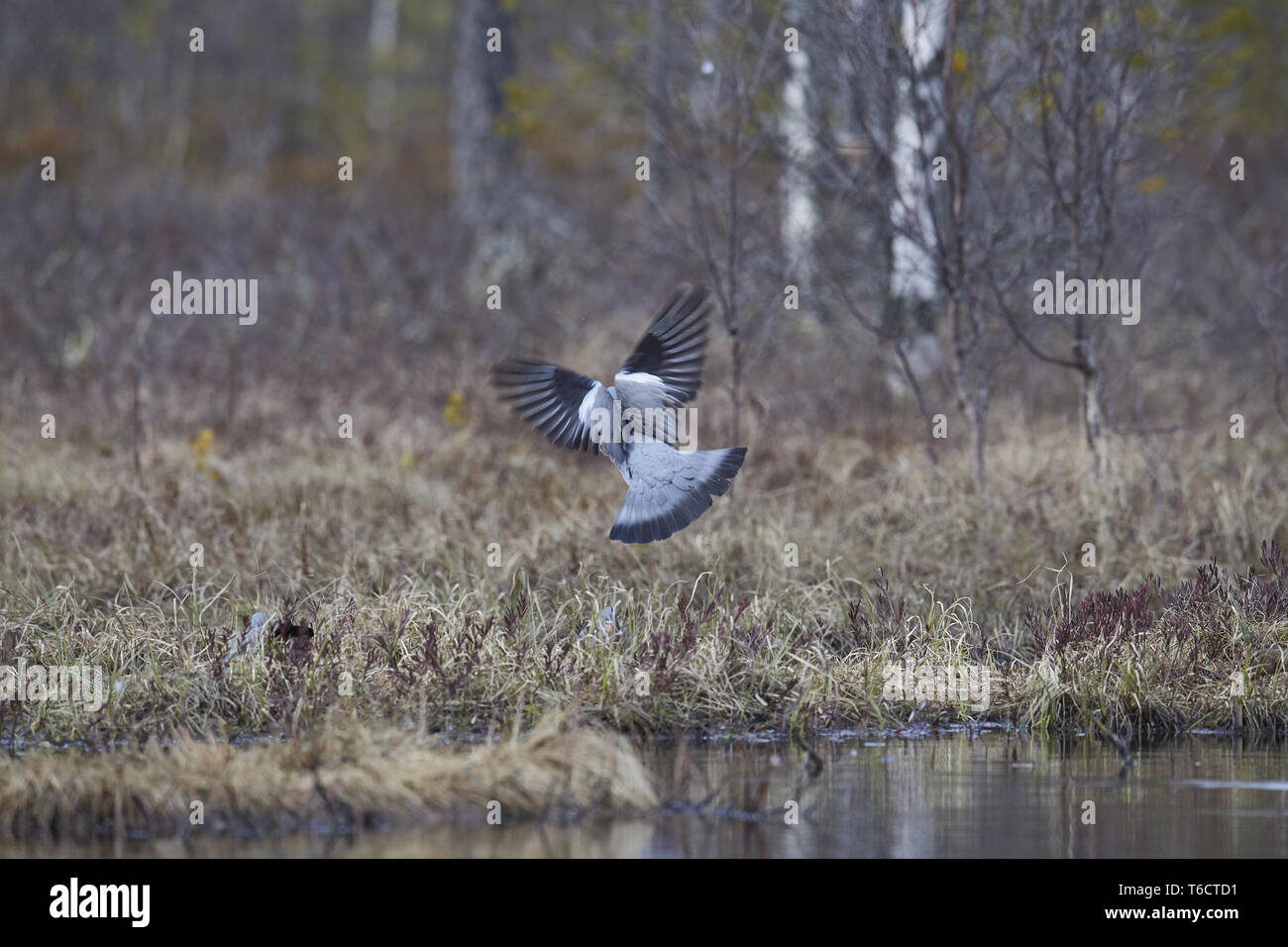 culver, cushat [Columba palumbus], wood pigeon Stock Photo - Alamy