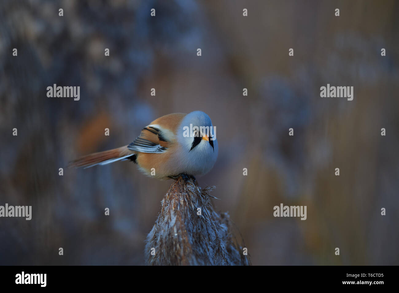 Bearded Reedling, Panurus biarmicus Stock Photo - Alamy