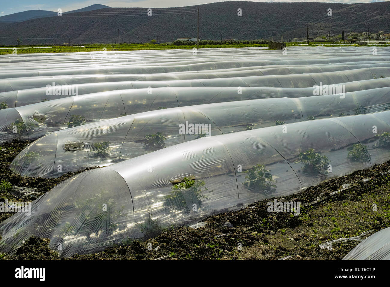 Farming in Greece, rows of small greenhouses covered with plastic film ...
