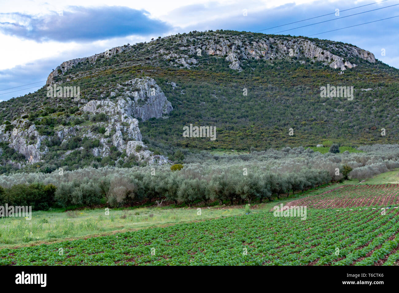 Farm field with rows of young of potato plants growing outside under ...