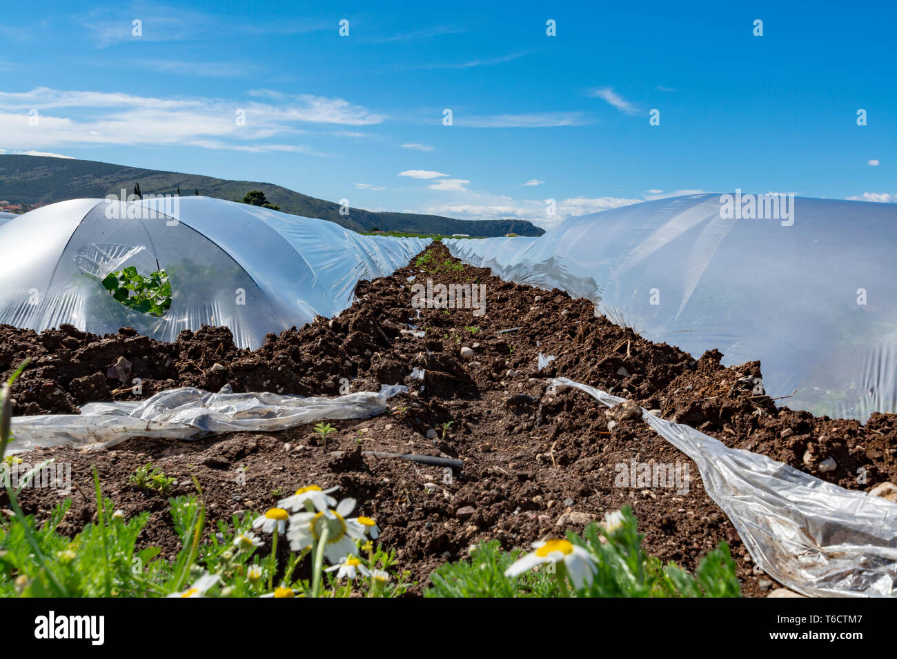Farming in Greece, rows of small greenhouses covered with plastic film ...