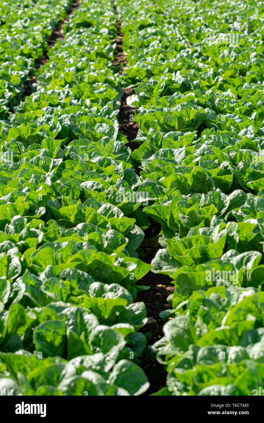 Farm field with rows of young fresh green salad lettuce plants growing ...
