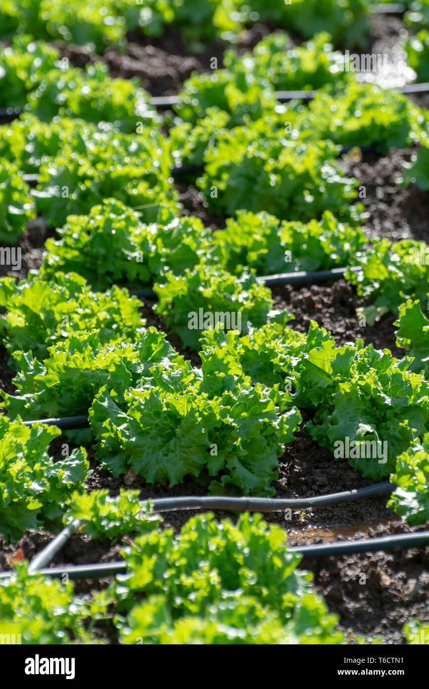 Farm field with rows of young fresh green salad lettuce plants growing ...