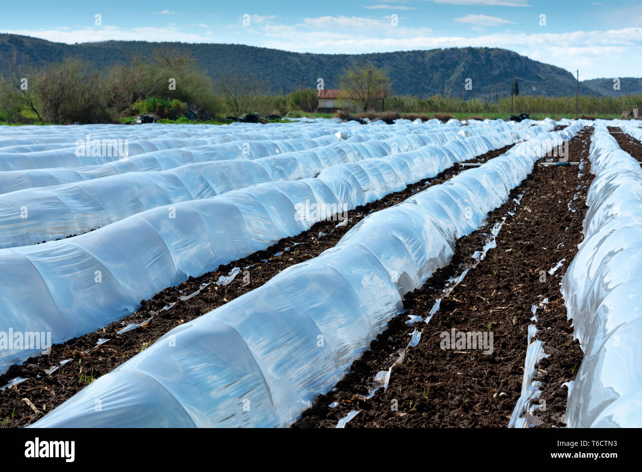 Farming in Greece, rows of small greenhouses covered with plastic film ...