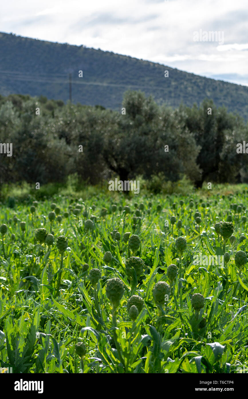 Farm field with green artichoke plants with ripe flower heads ready to ...