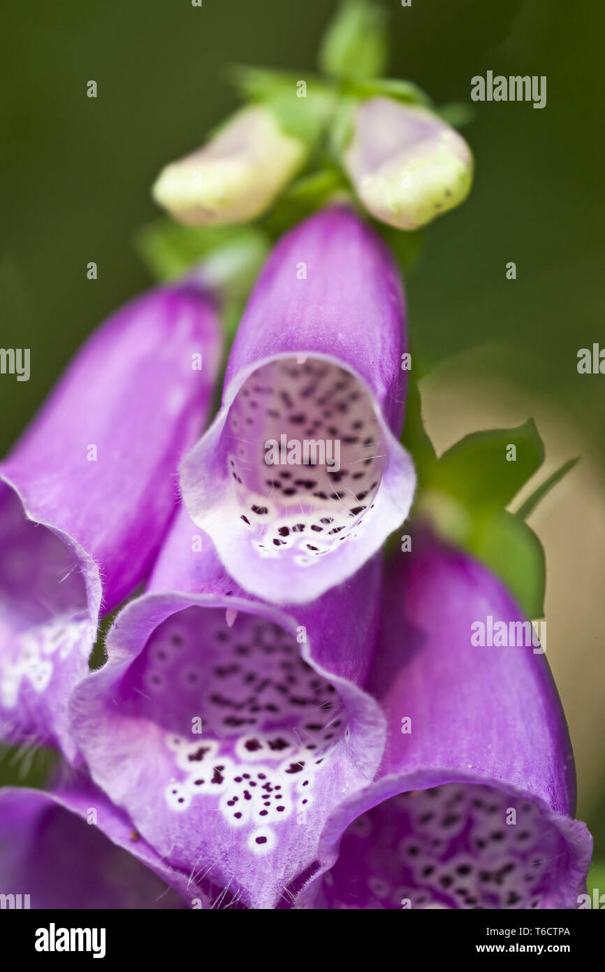 Red Foxgloves, Digitalis purpurea Stock Photo - Alamy