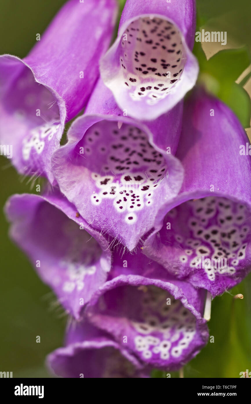 Red Foxgloves, Digitalis purpurea Stock Photo - Alamy