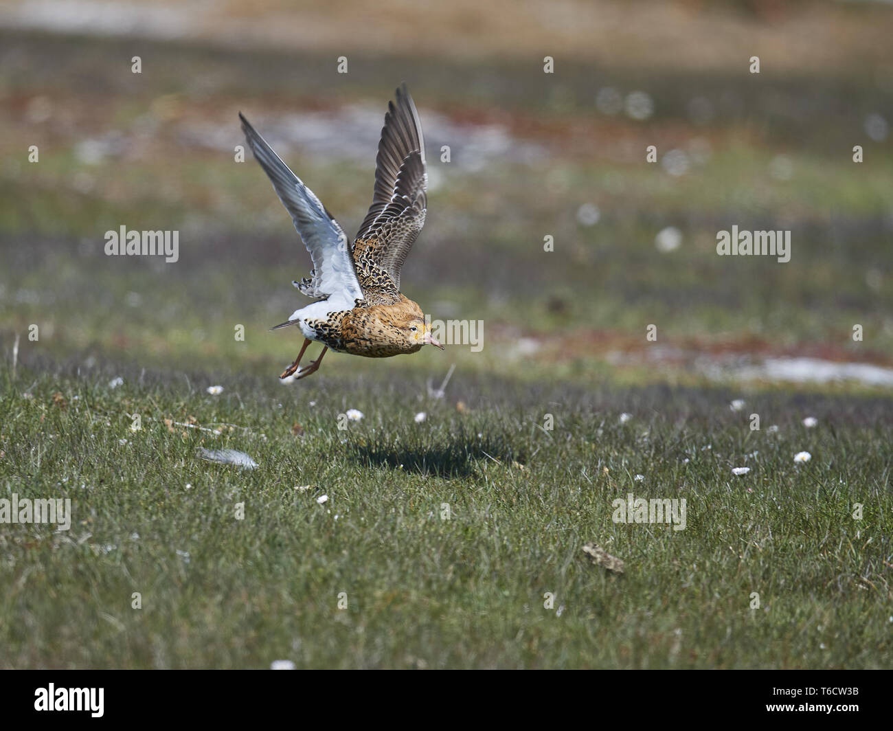 Ruff (Calidris pugnax), Europe Stock Photo - Alamy
