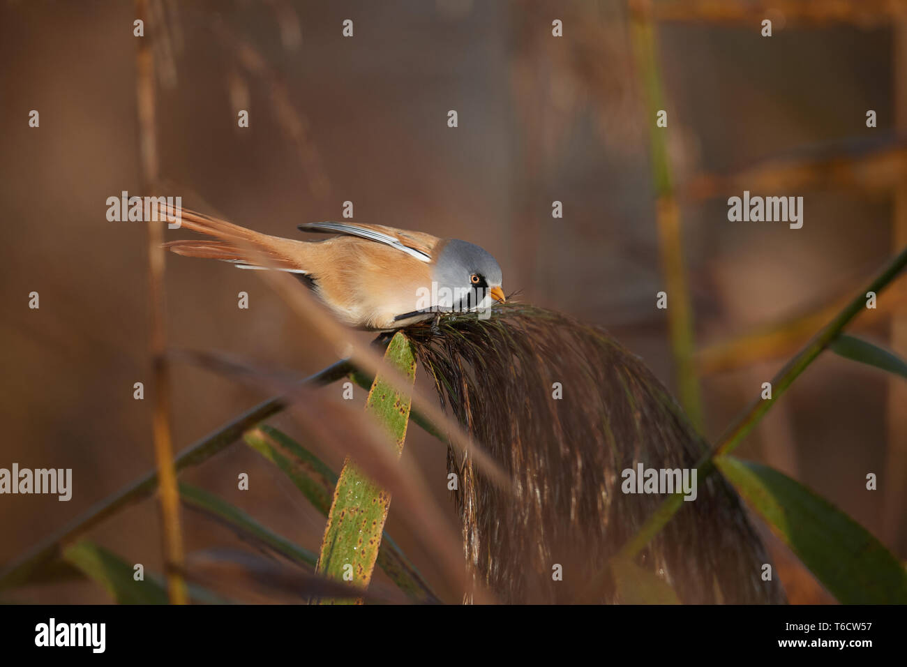 Bearded Reedling, Panurus biarmicus Stock Photo - Alamy