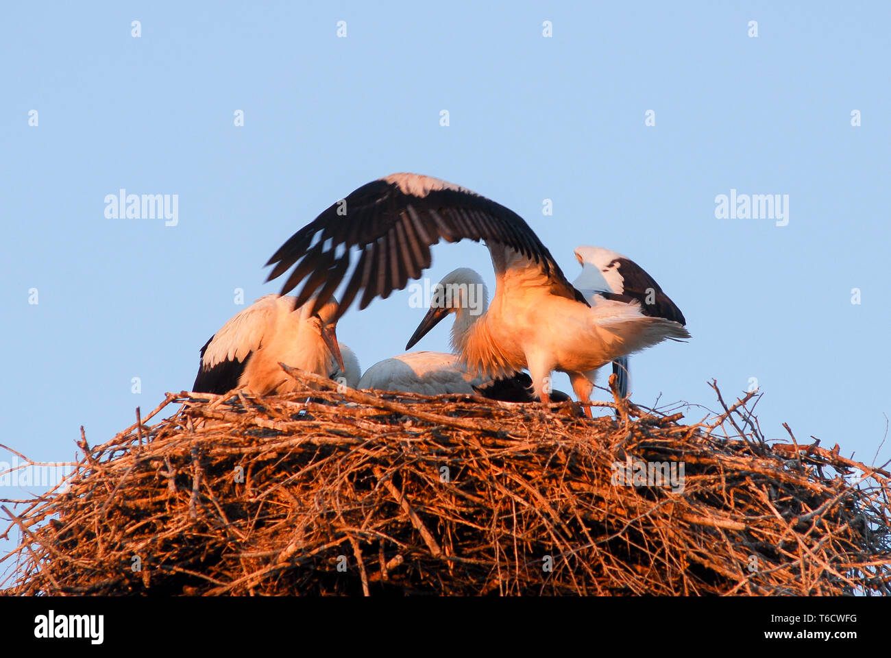 Polish storks hi-res stock photography and images - Alamy