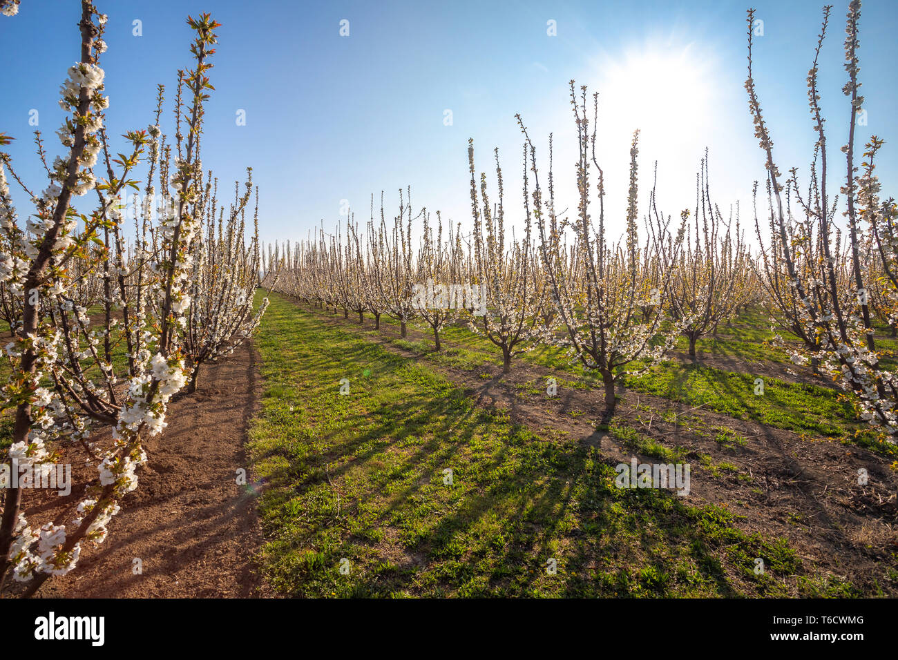 Cherry Orchard Trellis