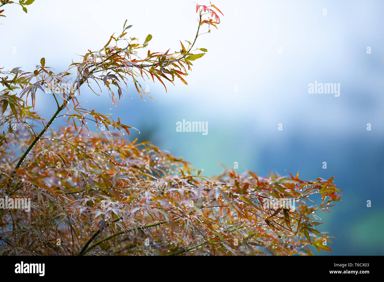 Atmospheric Autumn with raining day and drops of rain on plants Stock ...