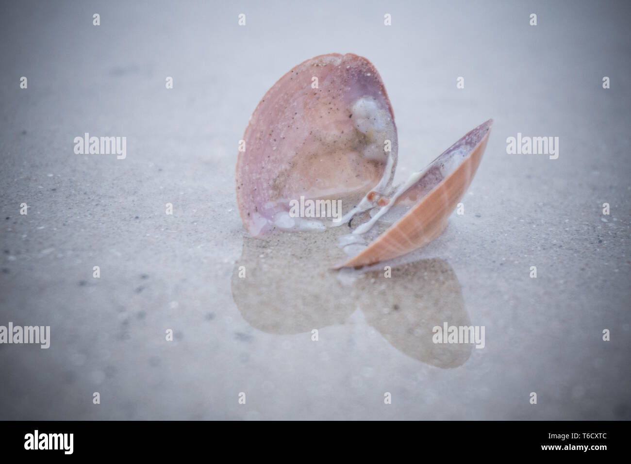 Muschel sand hi-res stock photography and images - Alamy