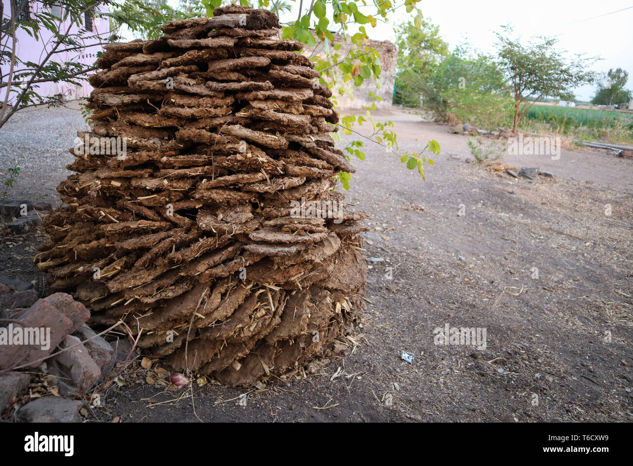 Heap of cow dung cakes for fuel Stock Photo - Alamy