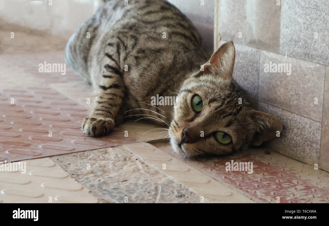 Bold Cat Posing Lying Down Stock Photo - Alamy