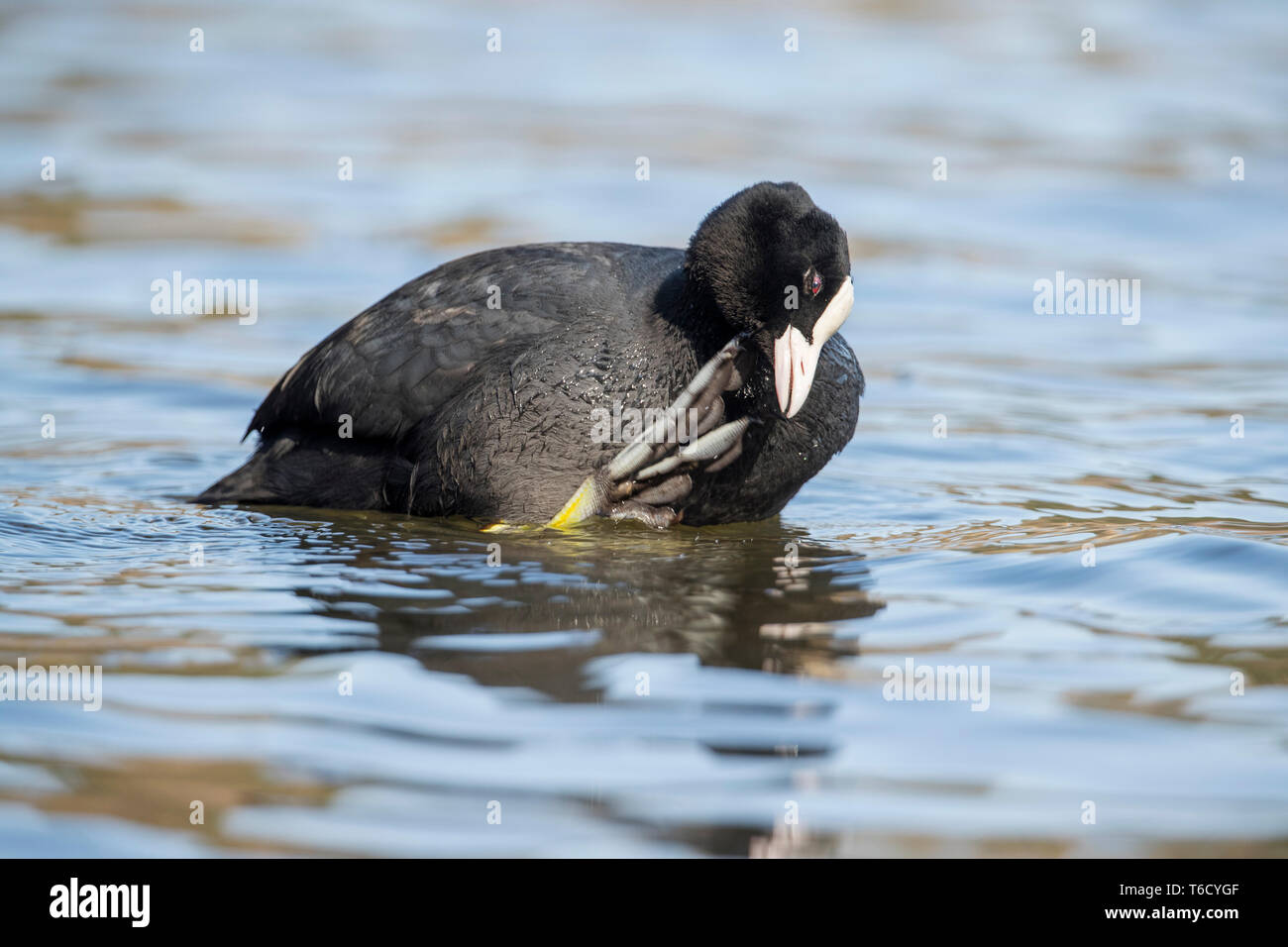 Coot foot uk hi-res stock photography and images - Alamy