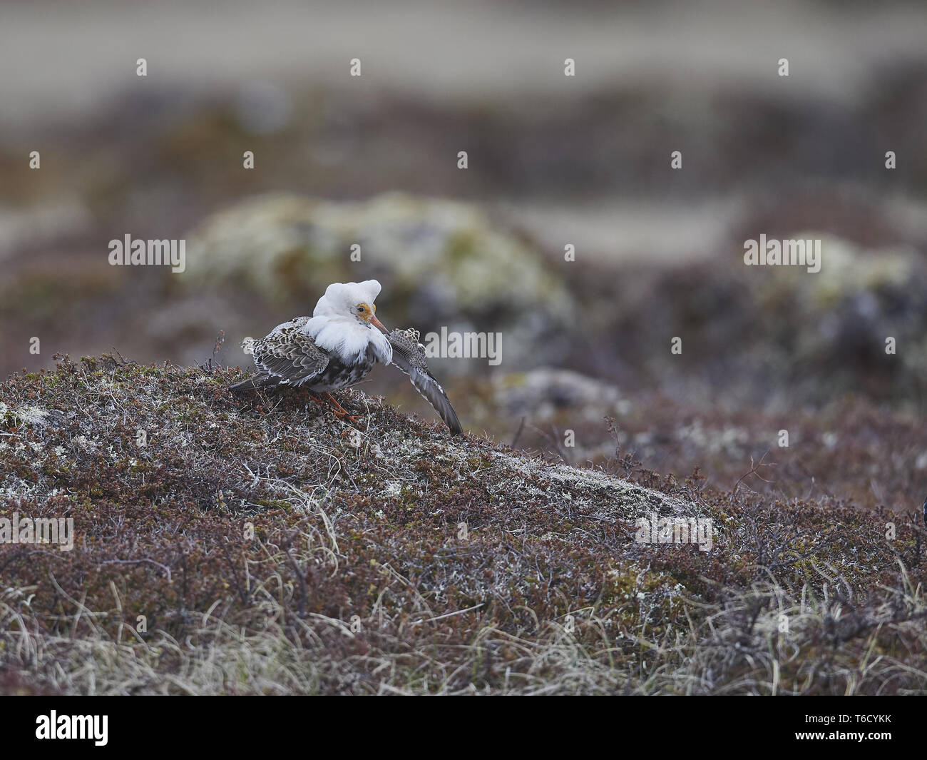 Ruff (Calidris pugnax), Europe Stock Photo - Alamy