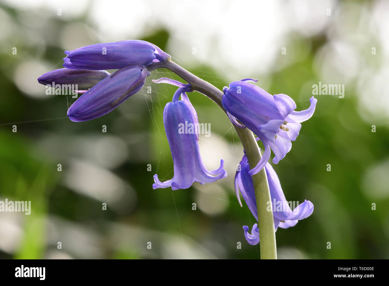 Close up of a single bluebell (hyacinthoides non-scripta) flower in ...