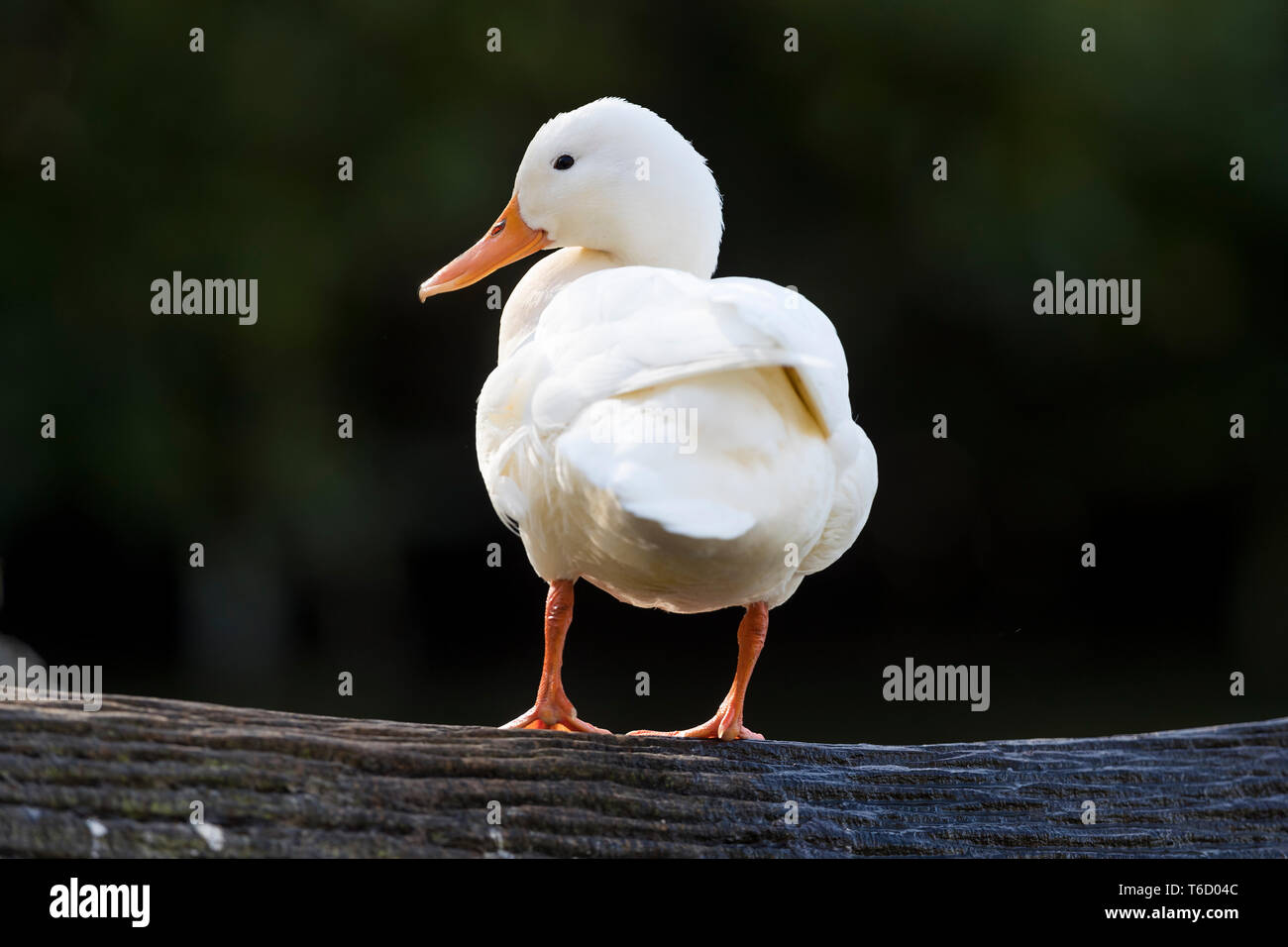 White Duck; Devon; UK Stock Photo - Alamy