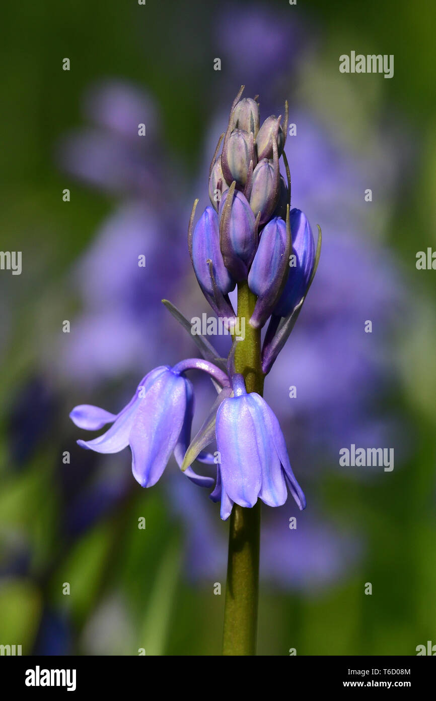 Close up of a bluebell (hyacinthoides non-scripta) flower in bloom ...