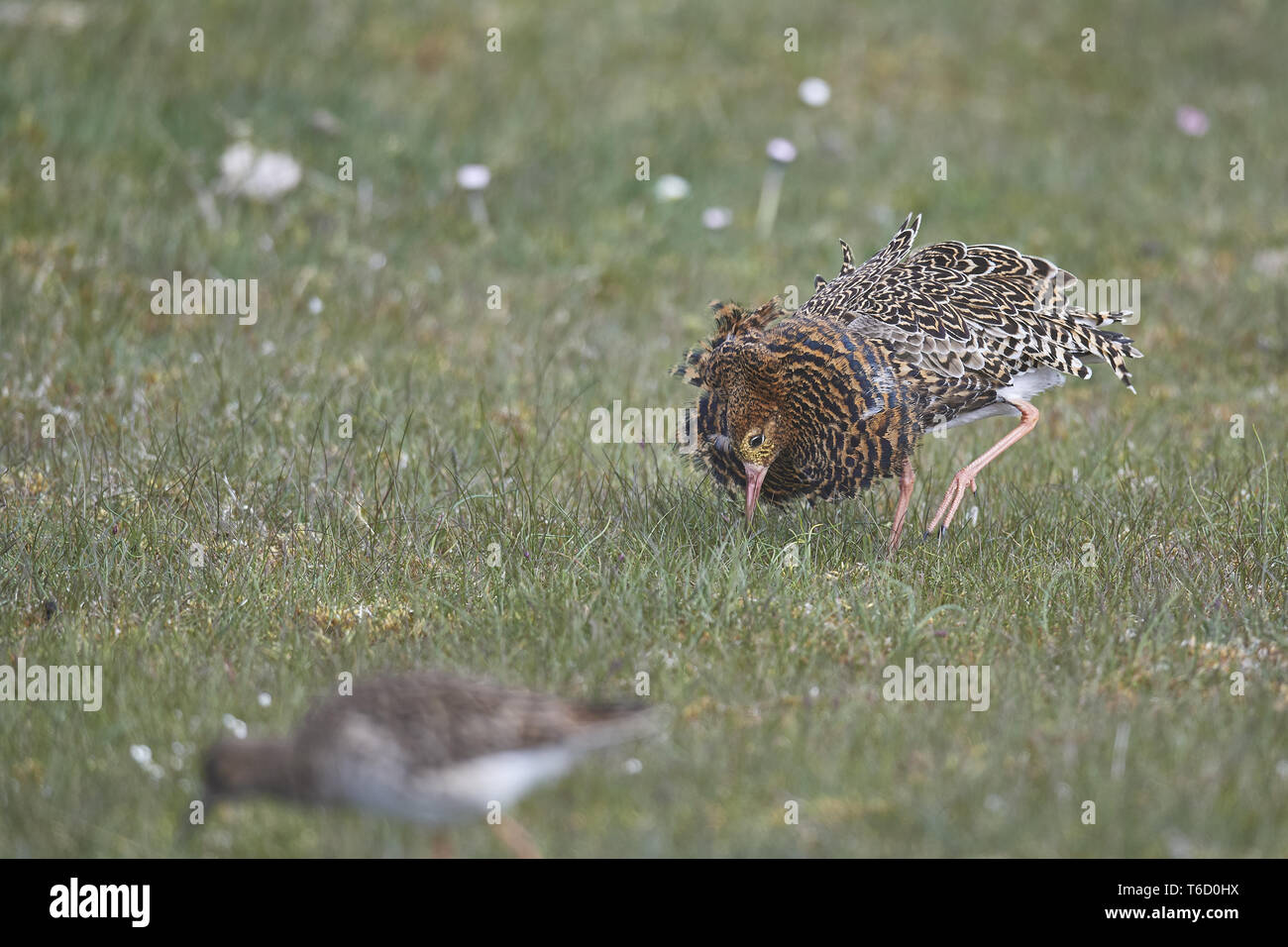 Ruff (Calidris pugnax), Europe Stock Photo - Alamy