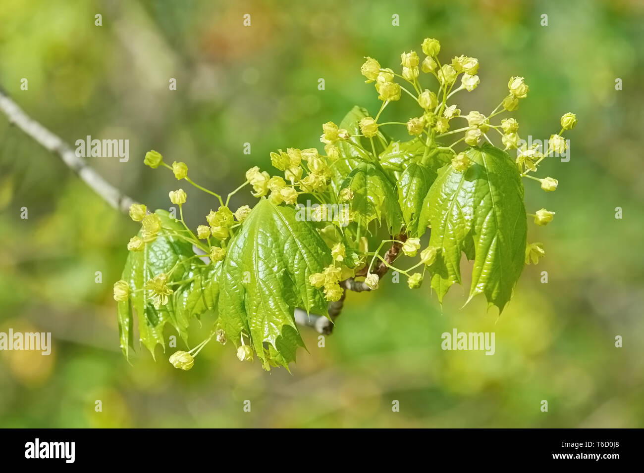 Young Maple Leaves Stock Photo - Alamy
