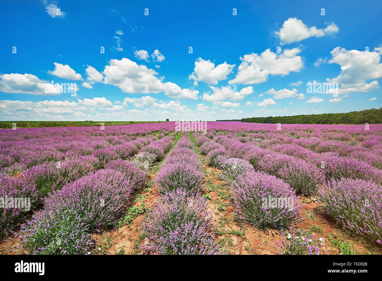 Lavender Field in Bulgaria Stock Photo - Alamy