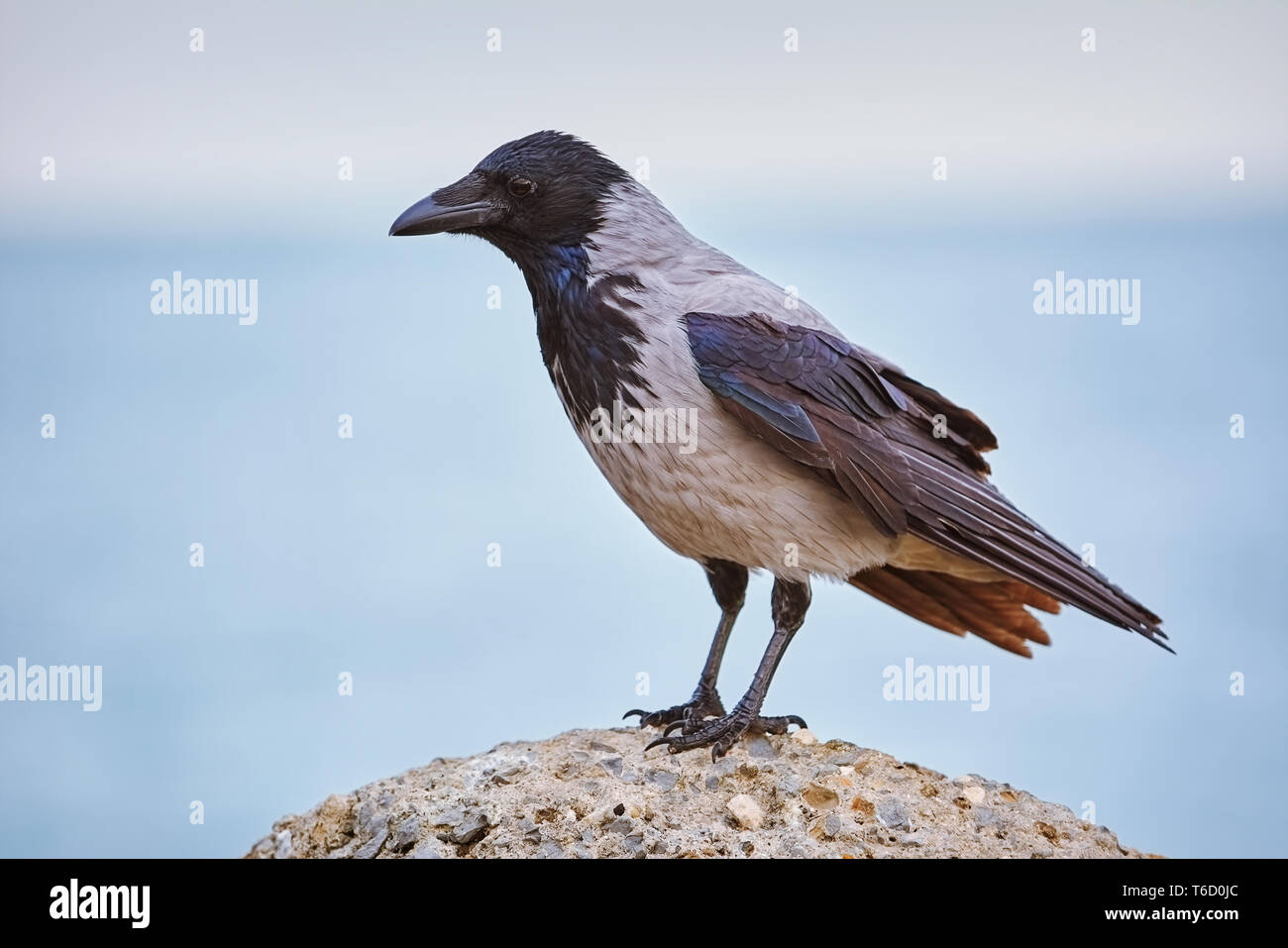 Crow stone hi-res stock photography and images - Alamy
