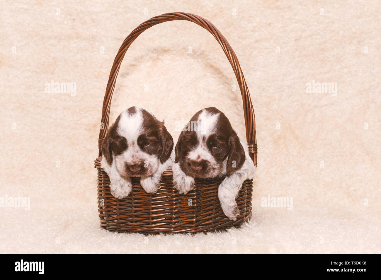 two puppy of brown English Cocker Spaniel dog Stock Photo - Alamy