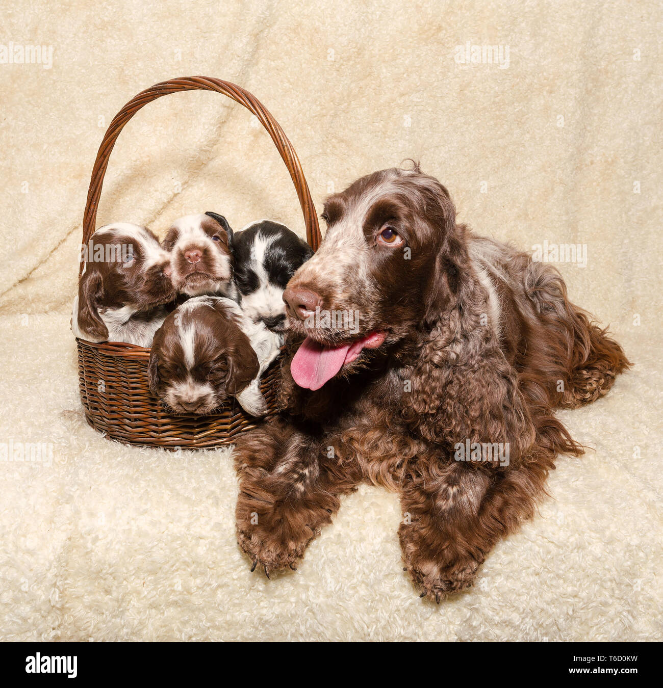 family of lying English Cocker Spaniel dog Stock Photo - Alamy