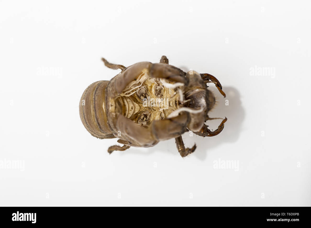 Inside cicada shell Stock Photo - Alamy