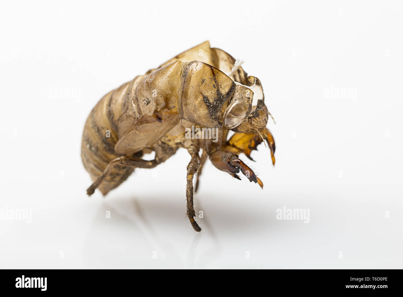 Side view of cicada shell Stock Photo - Alamy