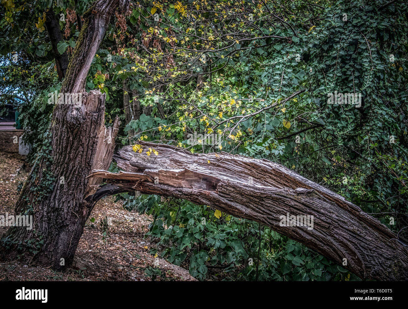 Old broken tree in hi-res stock photography and images - Alamy